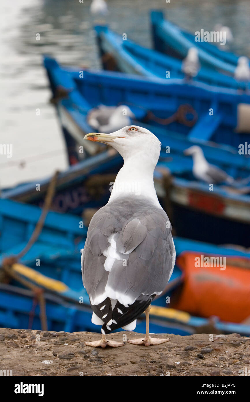 Fish gull Cut Out Stock Images & Pictures - Alamy