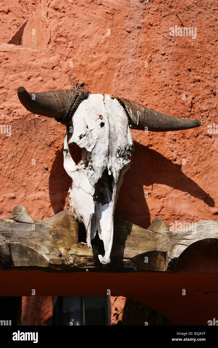 Scull of old cow mounted on a wall above an oxen yoke Stock Photo - Alamy