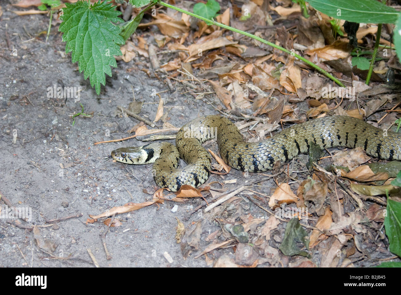 Snake crossing the path hi-res stock photography and images - Alamy