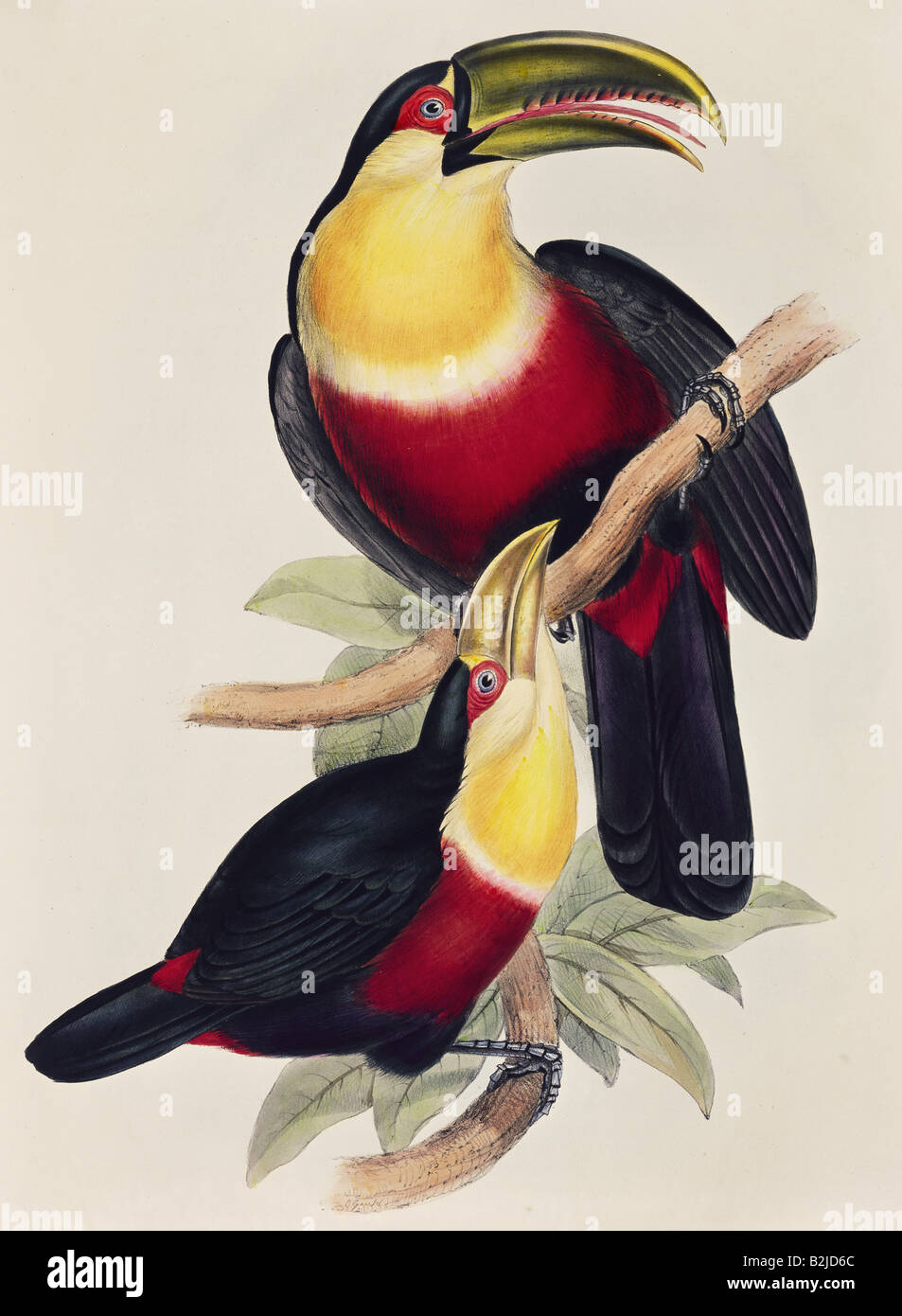 zoology, avian / bird, Ariel Toucan (Ramphastos ariel), lithograph by ...