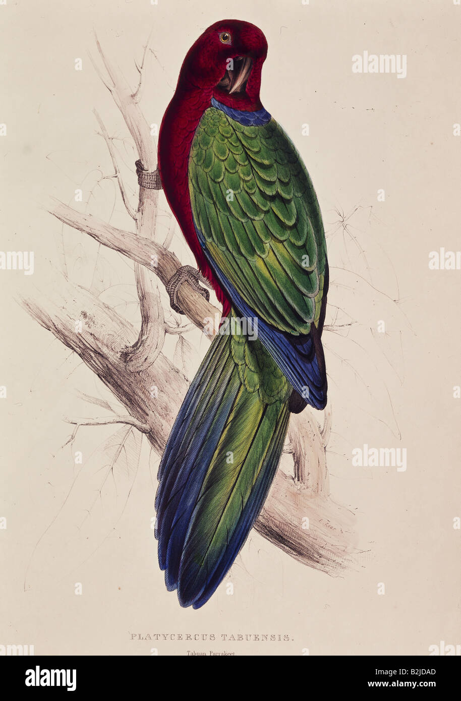 zoology, avian / bird, Red Shining-parrot (Prosopeia tabuensis ...