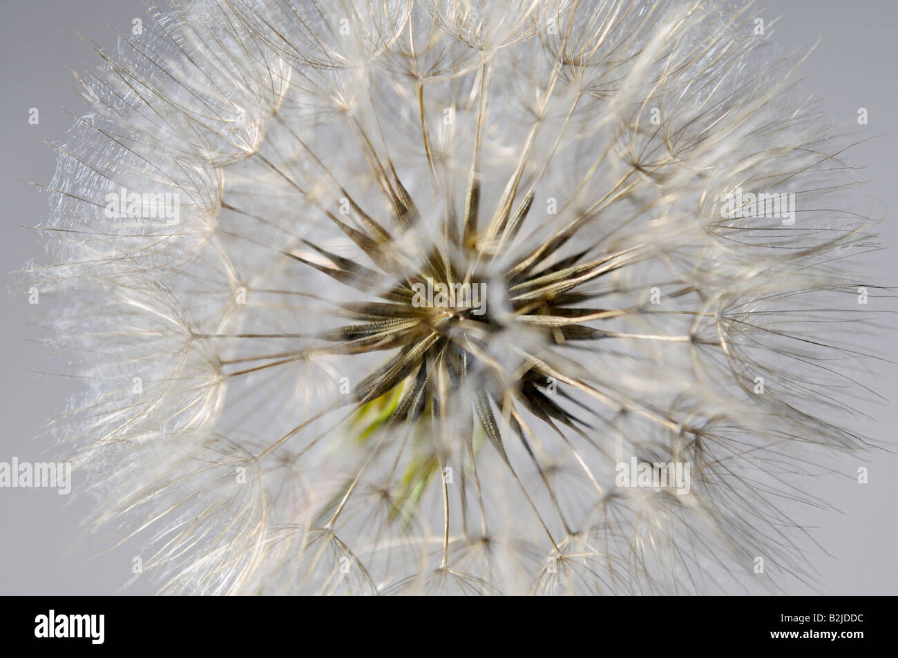 Close up of a dandelion head with seedlings attached Stock Photo - Alamy