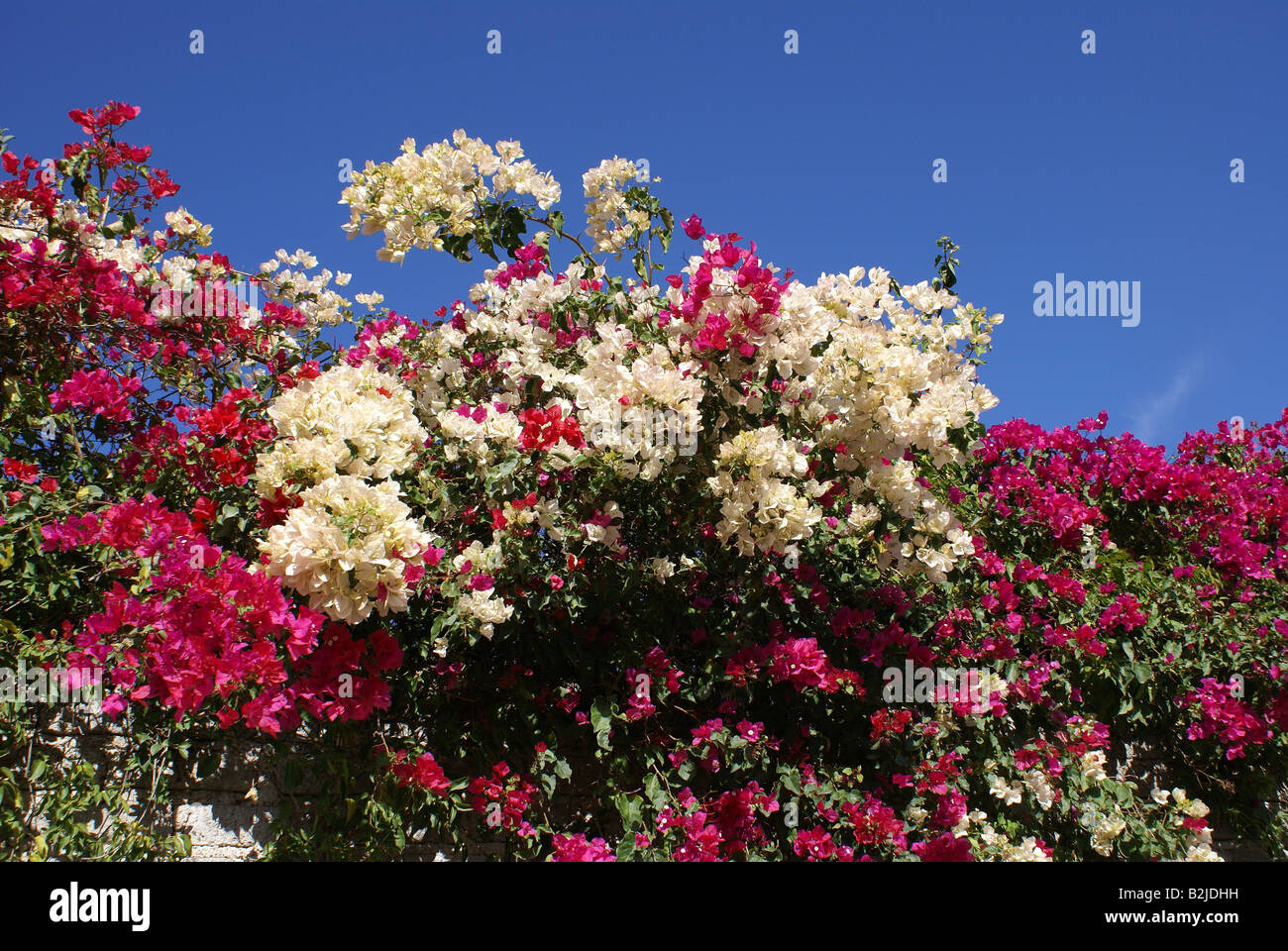 Rose pink and white bougainvillea flowers in Mexico Stock Photo - Alamy