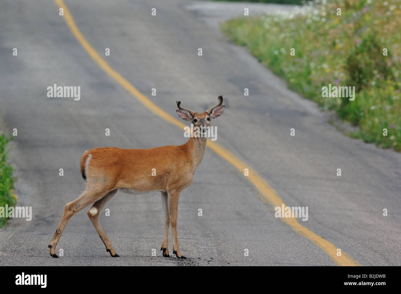Deer on the road Stock Photo - Alamy