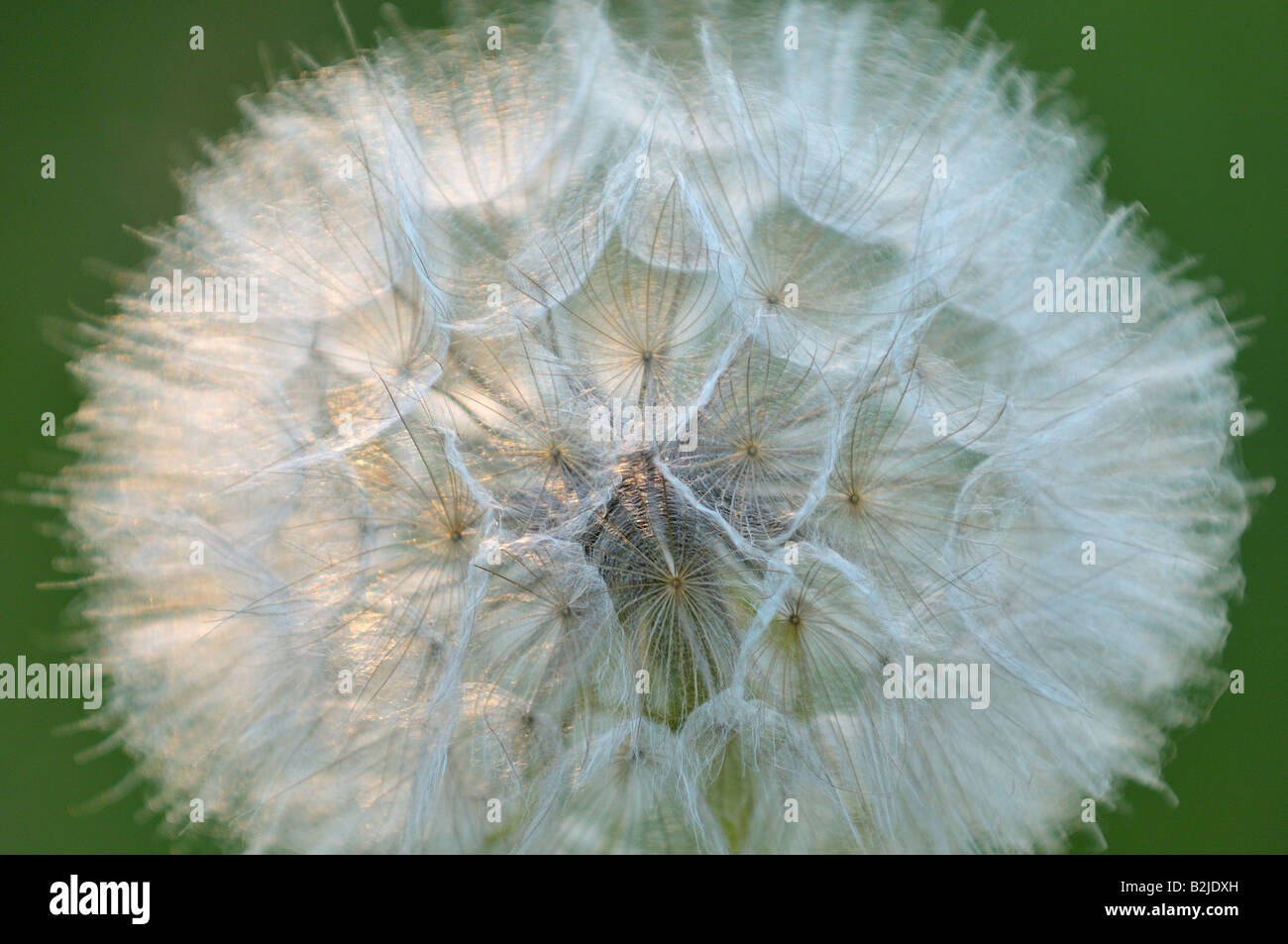 A wildflower head Stock Photo - Alamy