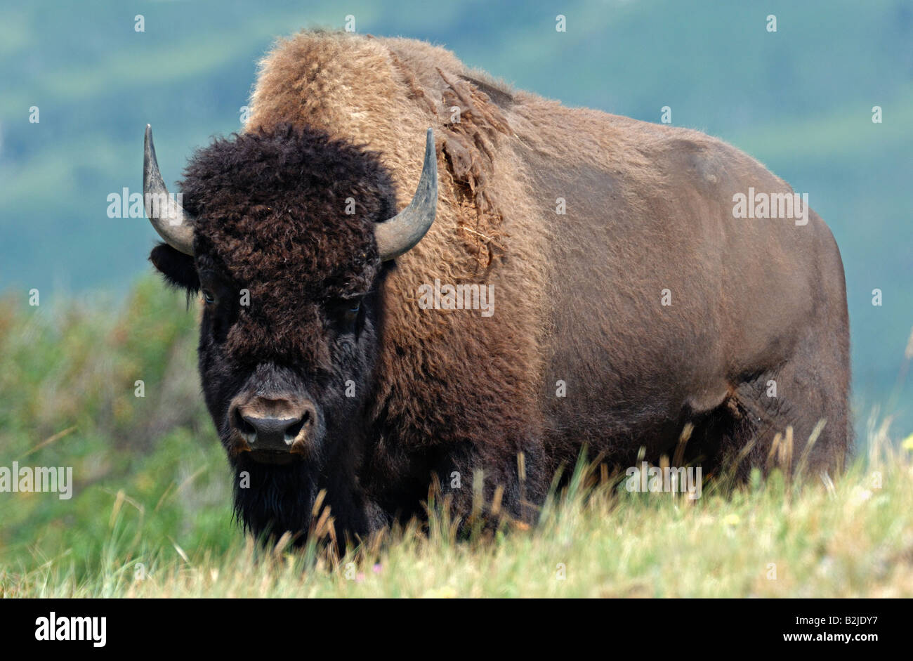 A Bison standing on a hillside Stock Photo - Alamy