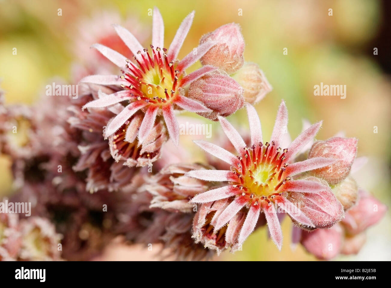 Hens and chicks succulent plant Sempervivum tectorum Stock Photo - Alamy