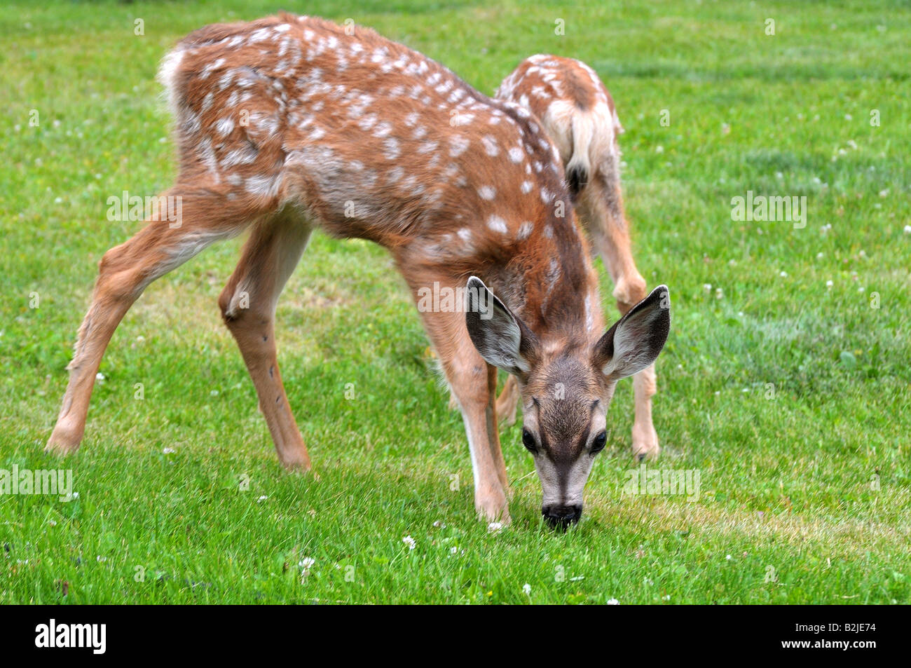 Deer fawns feeding Stock Photo - Alamy