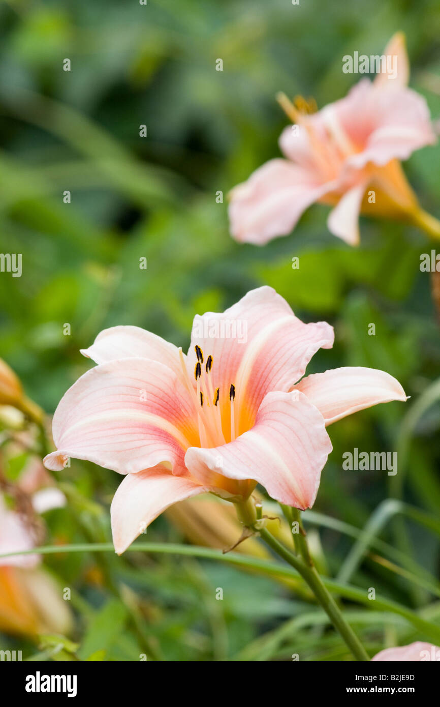 Blooming pink lily Stock Photo - Alamy