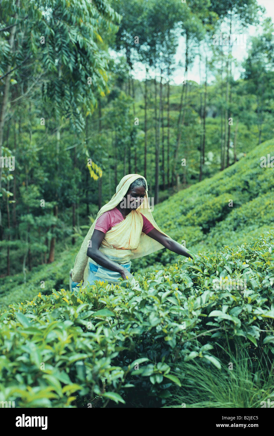 Indian woman plucking tea leaves hi-res stock photography and images ...