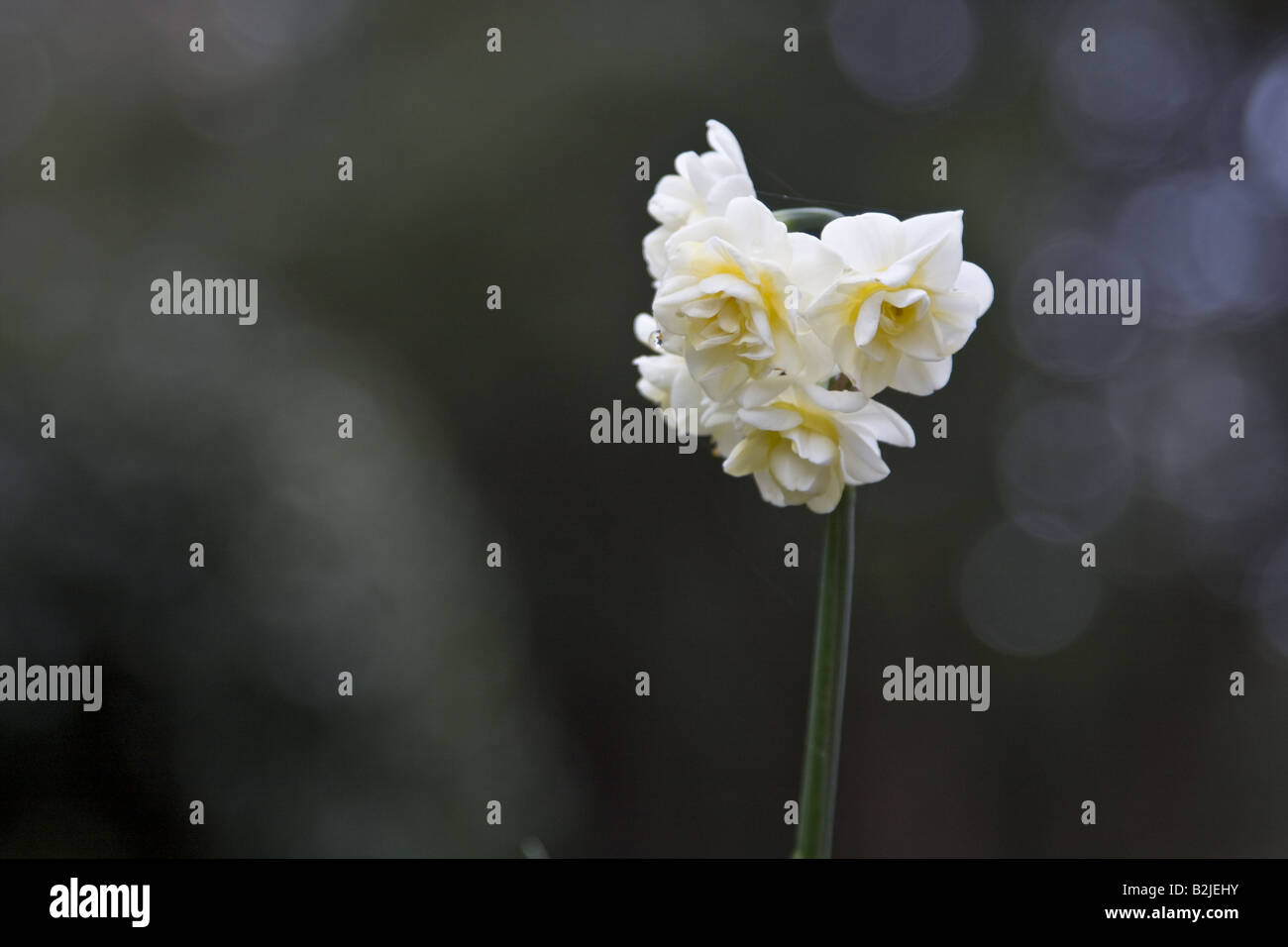 jonquil hi-res stock photography and images - Alamy