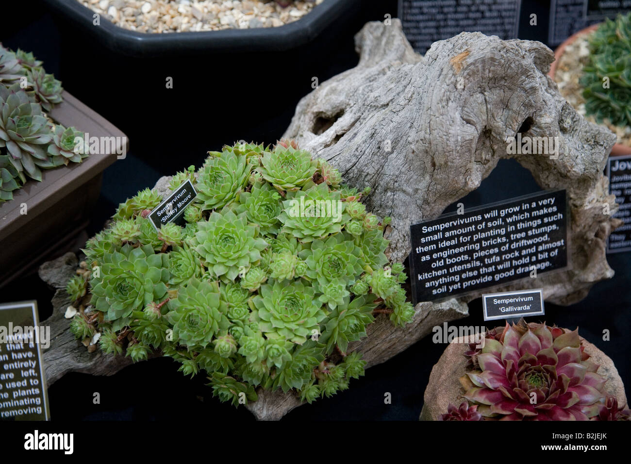 Rhs plants hi-res stock photography and images - Alamy