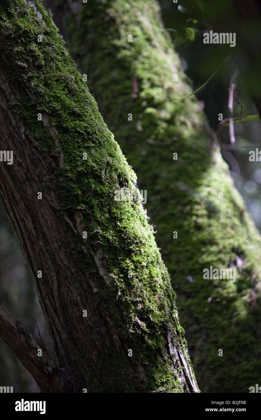 Moss growing on tree hi-res stock photography and images - Alamy