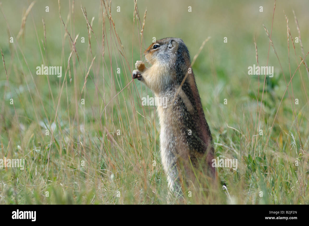 Ground Squirrel feeding Stock Photo - Alamy