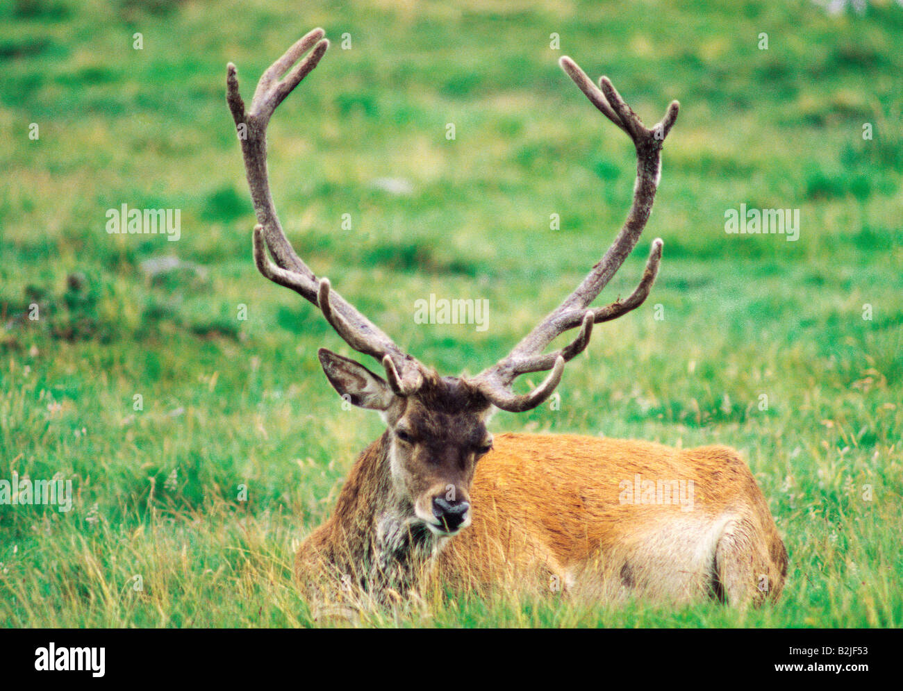 Australia. Victoria. Wildlife. Red Deer stag. (Cervus elaphus Stock ...