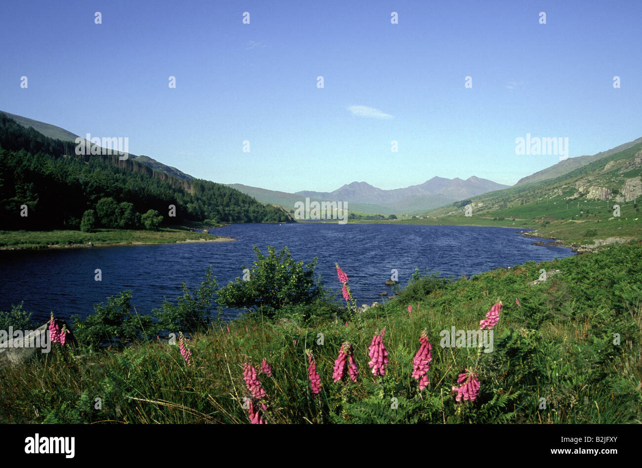 View to Snowdon Near Capel Curig Blue water Hills Pine trees Purple ...
