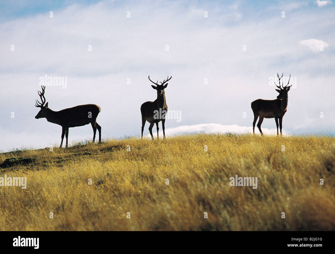 New Zealand wildlife. Three Red Deer on ridge Stock Photo - Alamy