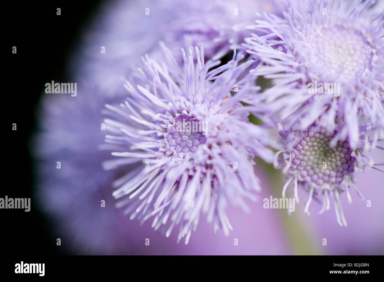 Ageratum houstonianum 'High Tide Blue'. Floss Flower Stock Photo - Alamy