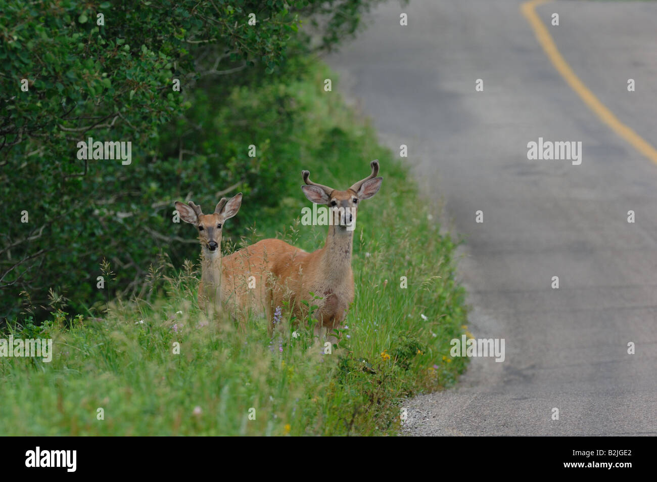 Two White-tail deer Stock Photo - Alamy