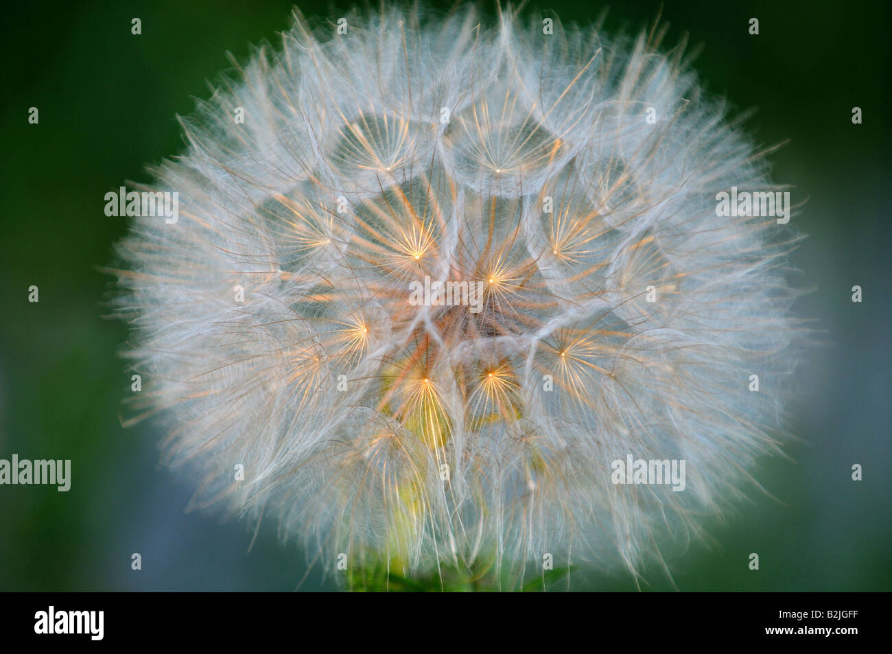Wildflower seeds hi-res stock photography and images - Alamy