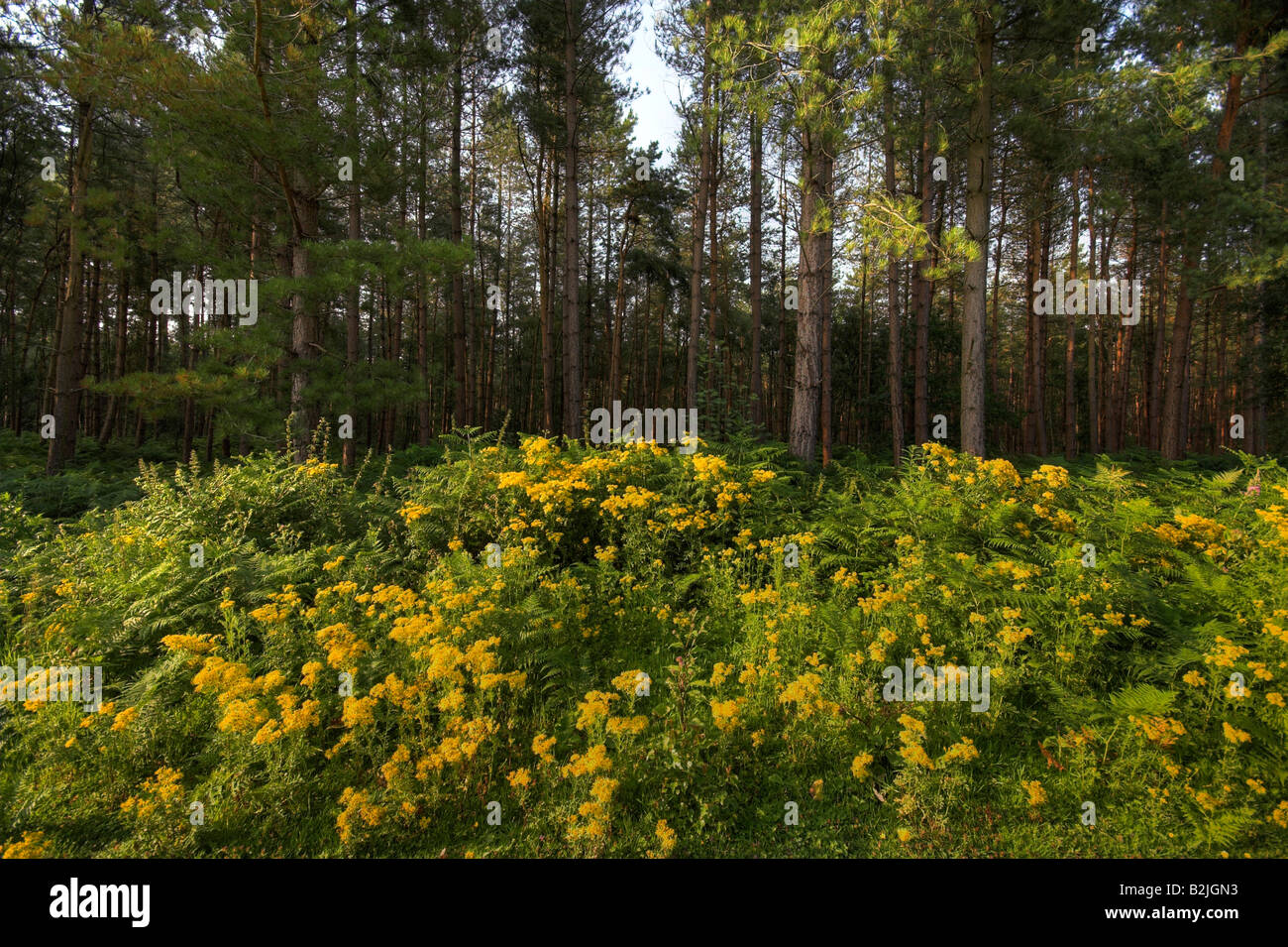 Delamere forest hi-res stock photography and images - Alamy