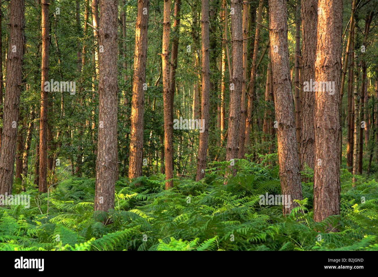 Delamere Forest, Linmere, Cheshire, UK Stock Photo - Alamy
