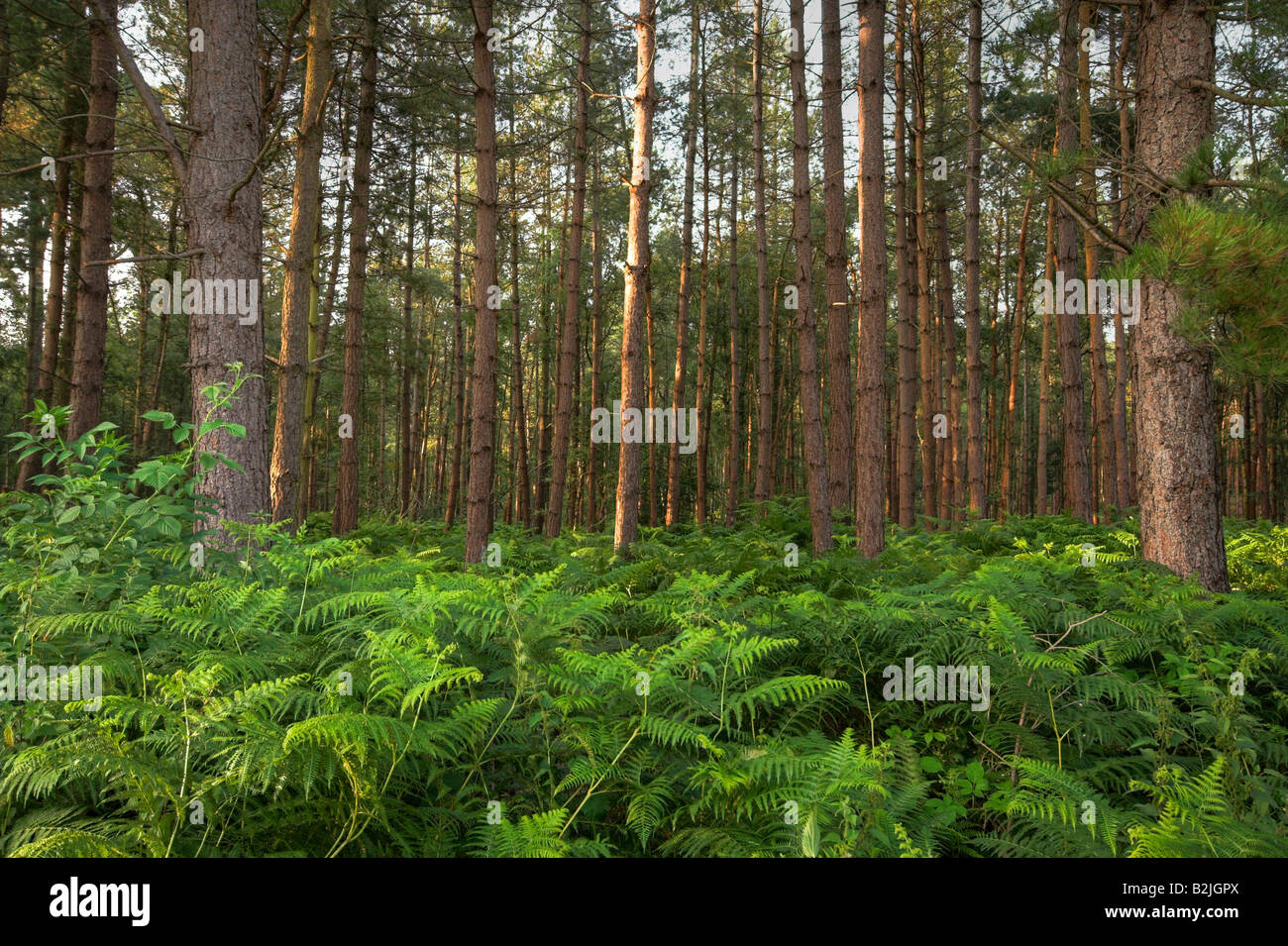 Linmere hi-res stock photography and images - Alamy