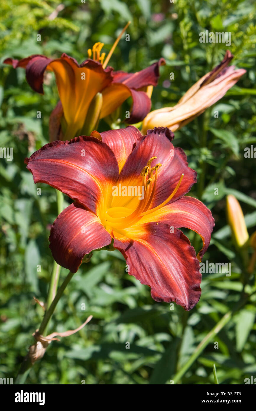 Purple Lilly in full bloom Stock Photo - Alamy
