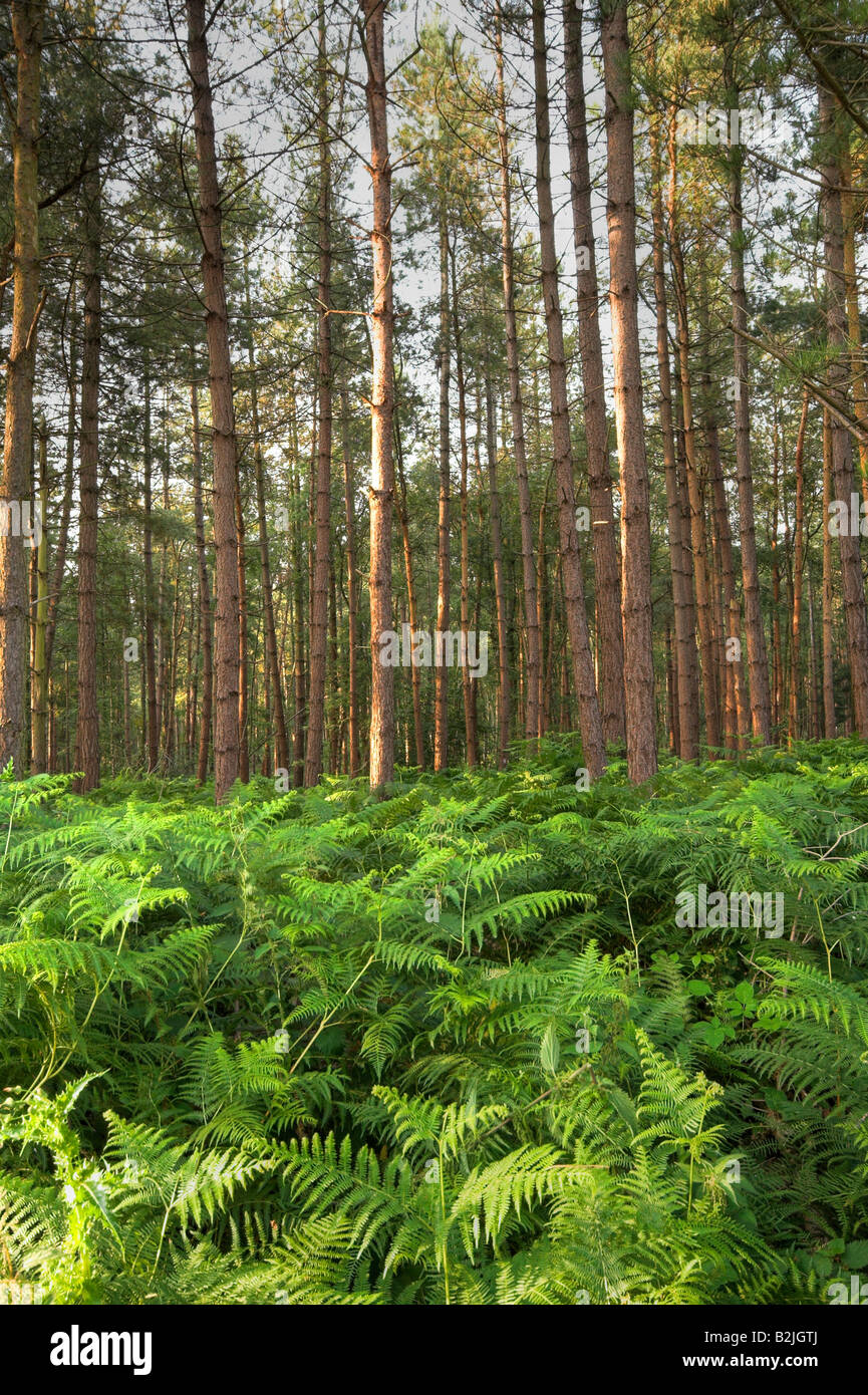 Delamere Forest, Linmere, Cheshire, UK Stock Photo - Alamy