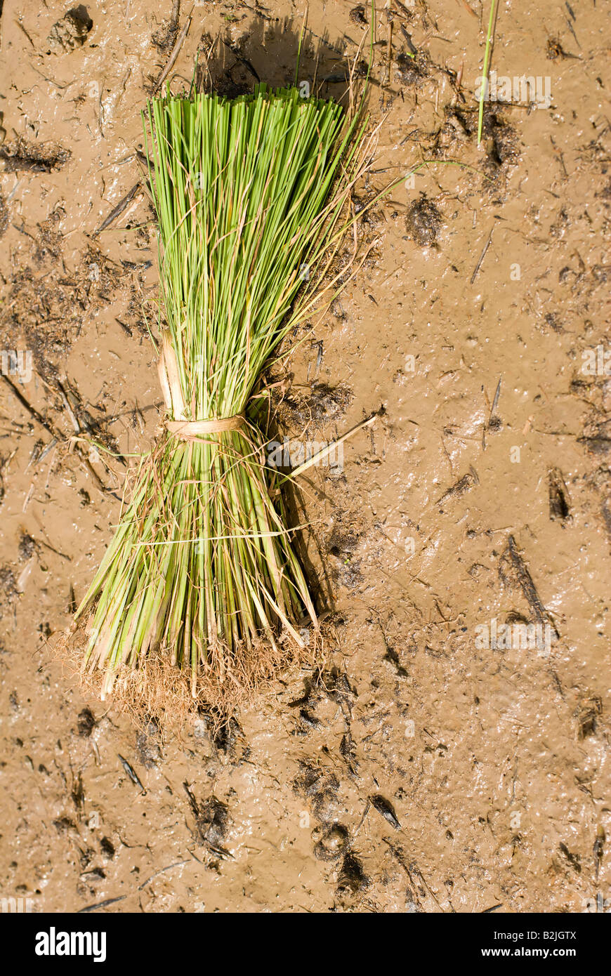 Thai farmers plant Jasmine Rice in Chiang Mai North Thailand Stock ...