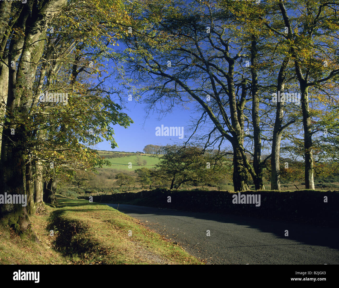 Dartmoor National Park Autumn foliage on trees View of landscape near ...