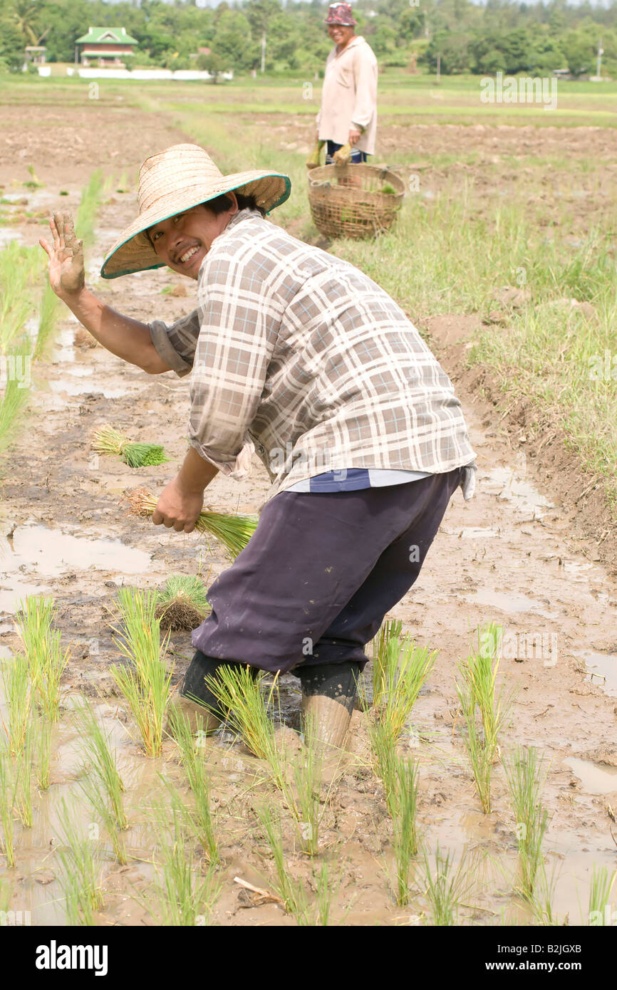 Thai farmers plant Jasmine Rice in Chiang Mai North Thailand Stock ...