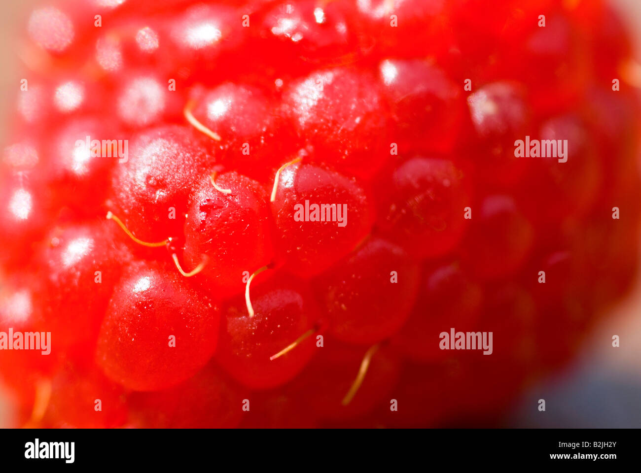Horizontal macro close up of a single bright red raspberry Stock Photo ...