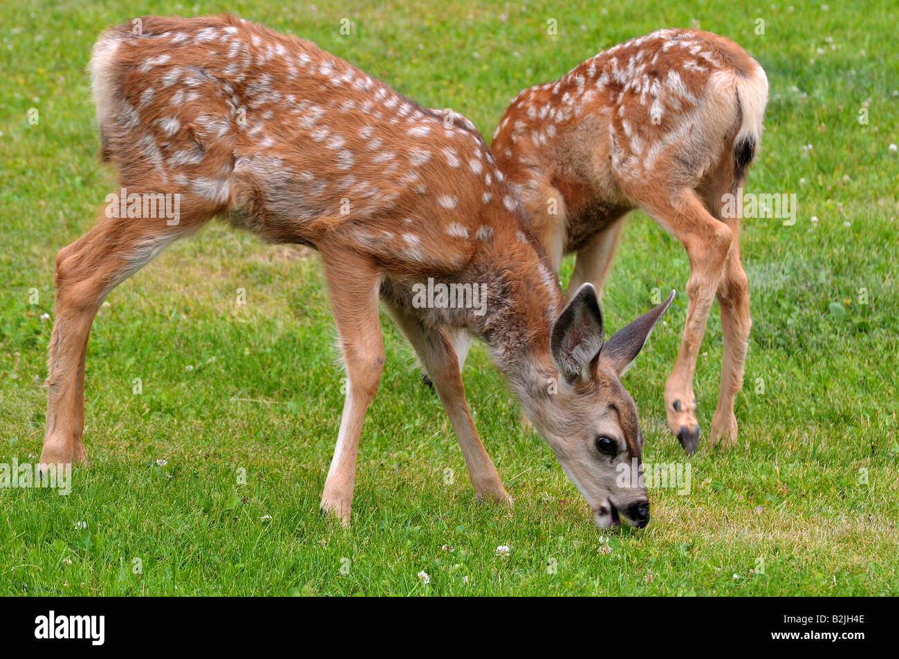 Deer fawns feeding Stock Photo - Alamy