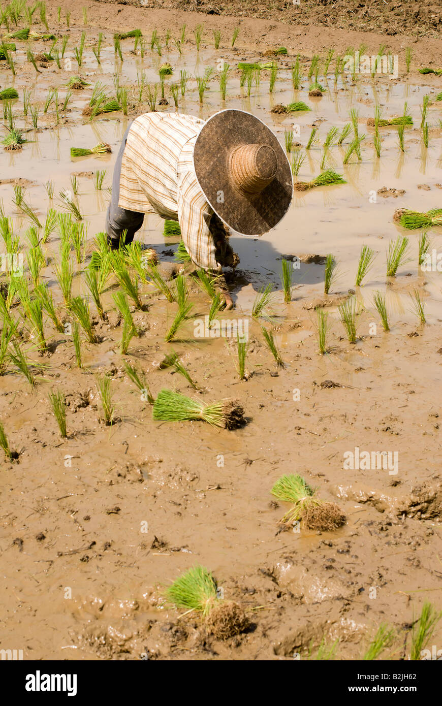 Thai farmers plant Jasmine Rice in Chiang Mai North Thailand Stock ...