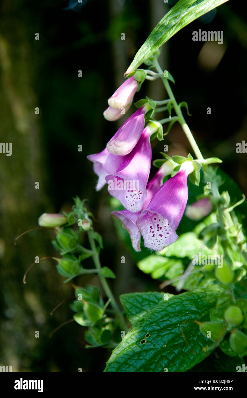 Digitalis flower plant woodland field hi-res stock photography and ...