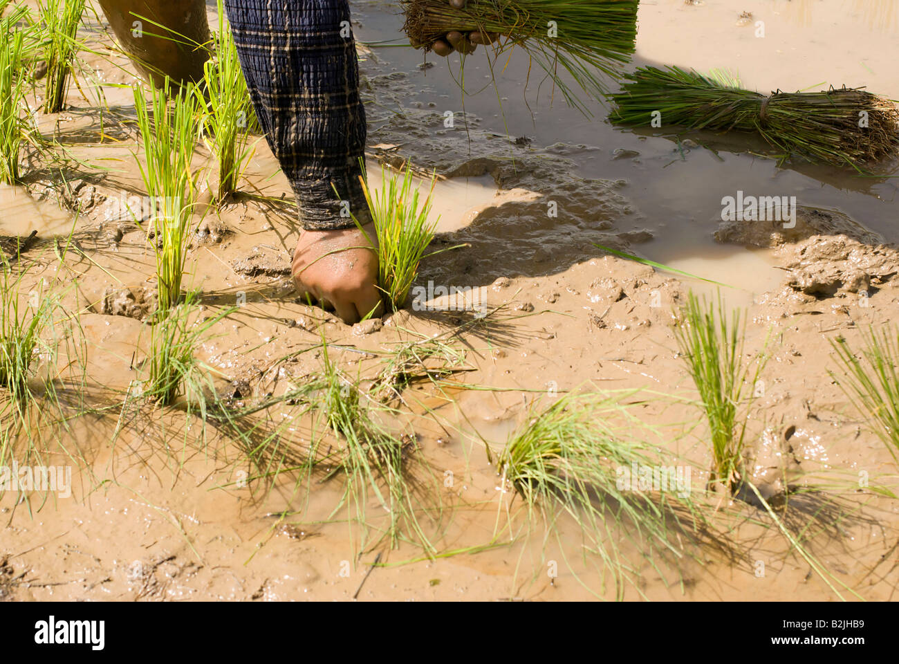Thai farmers plant Jasmine Rice in Chiang Mai North Thailand Stock ...