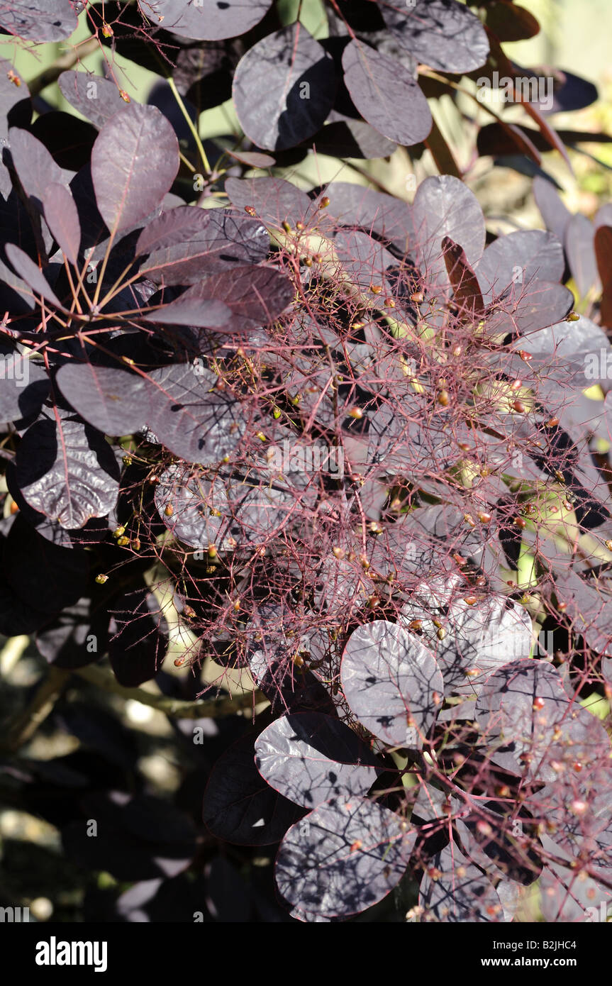 Smoke Bush Cotinus Stock Photo - Alamy