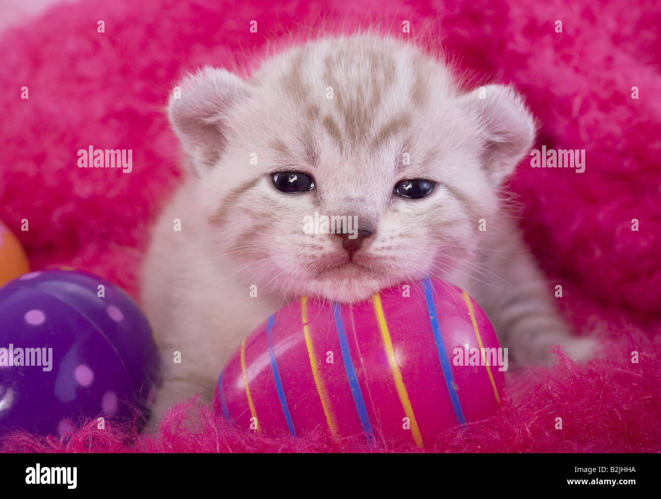 Cute Easter kitten on pink background with Easter eggs Stock Photo - Alamy