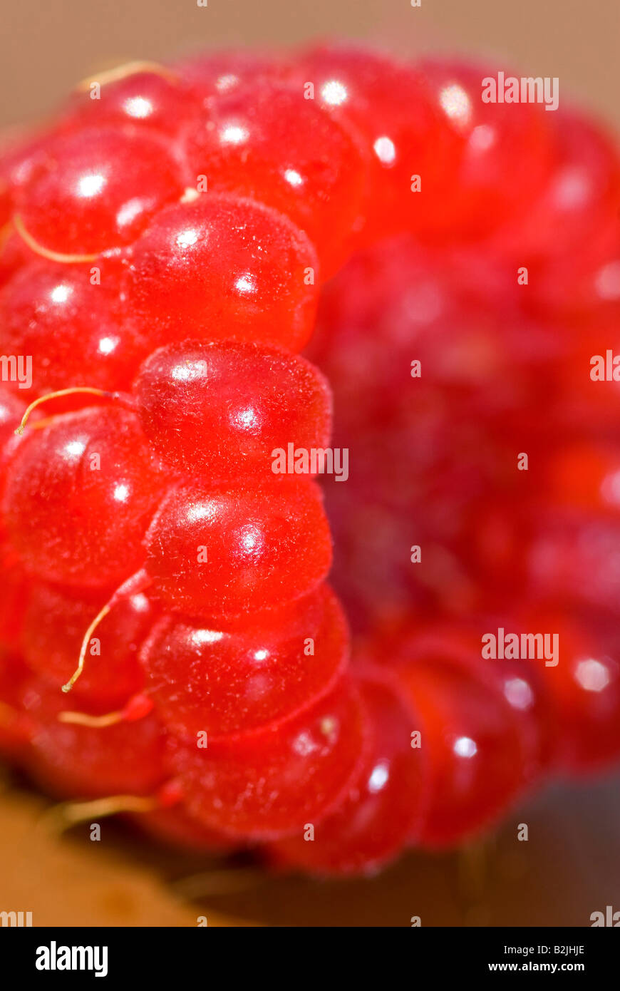 Vertical macro close up of a single bright red raspberry Stock Photo ...