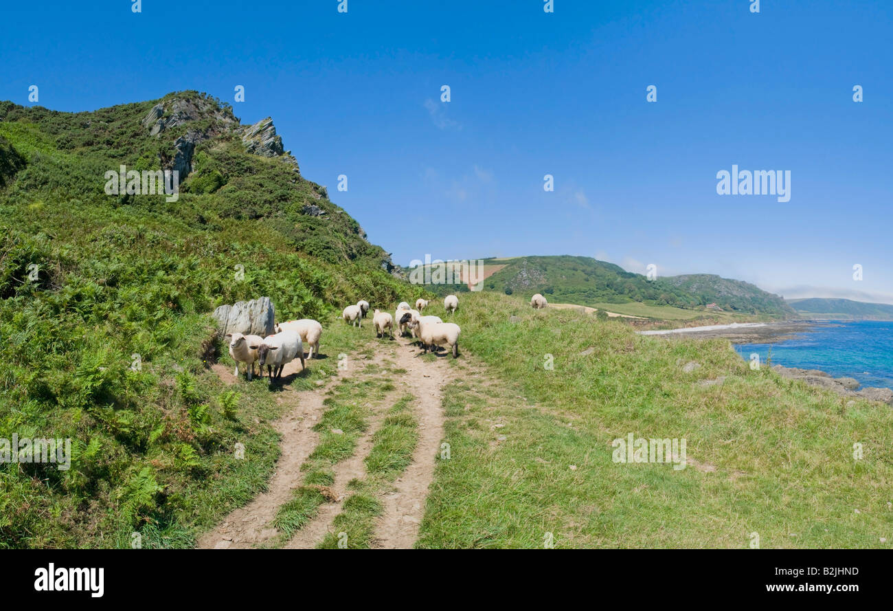 South west coast paths hi-res stock photography and images - Alamy