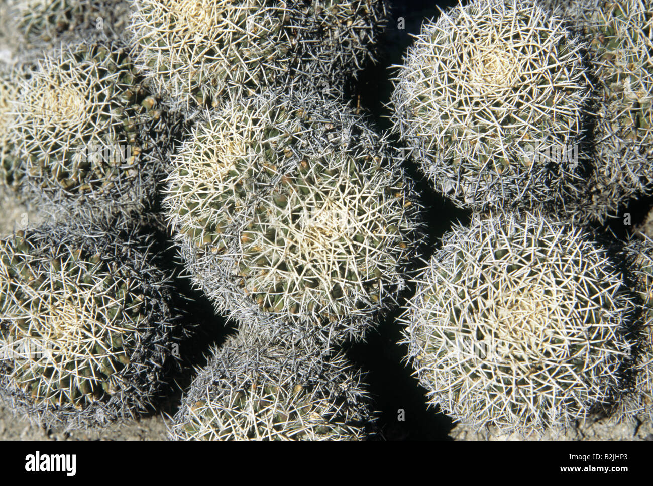 Close up Cactus cactii plants Patterns of spines spikes CACTUS MEXICO ...