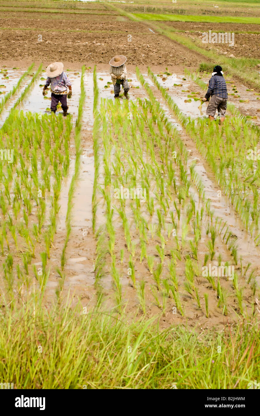 Thai farmers plant Jasmine Rice in Chiang Mai North Thailand Stock ...