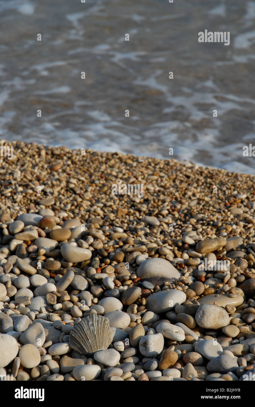 Seashell fossil hi-res stock photography and images - Alamy