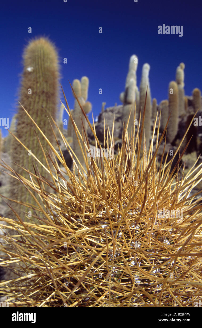 Huge salt pan deposits of dried up lake Plants cactus Bright orange ...