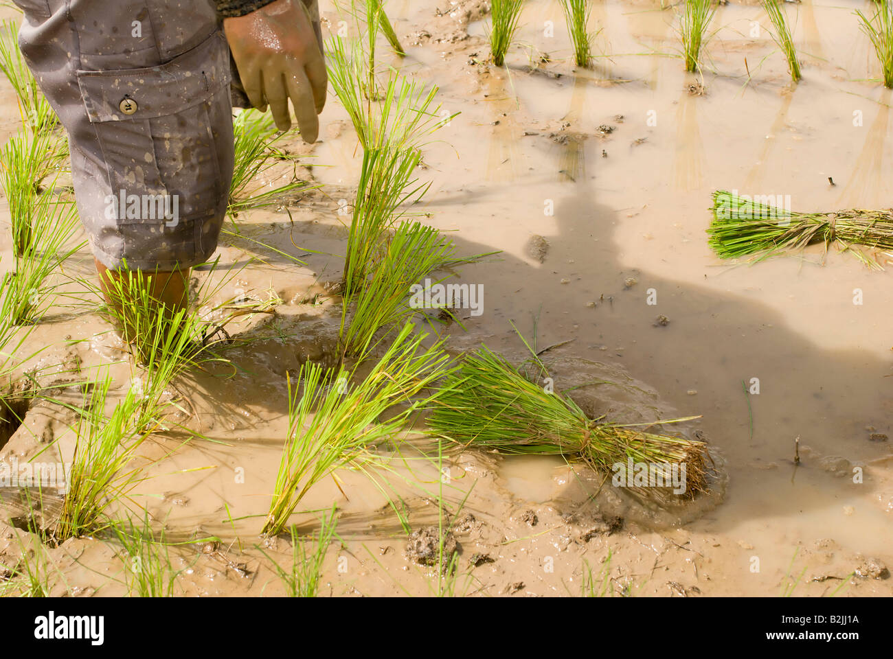Thai farmers plant Jasmine Rice in Chiang Mai North Thailand Stock ...