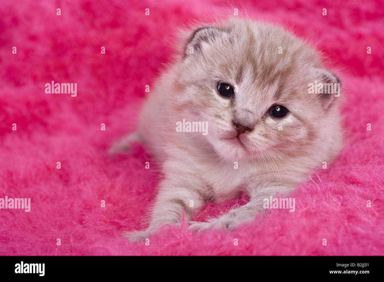 Adorable kitten lying on hot pink furry background Stock Photo - Alamy