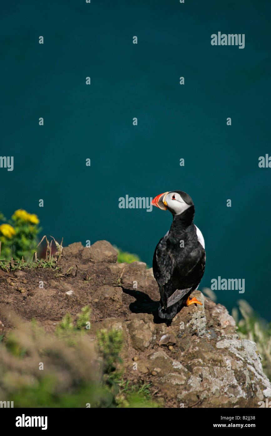 Atlantic puffin on rock against blue sea Stock Photo - Alamy