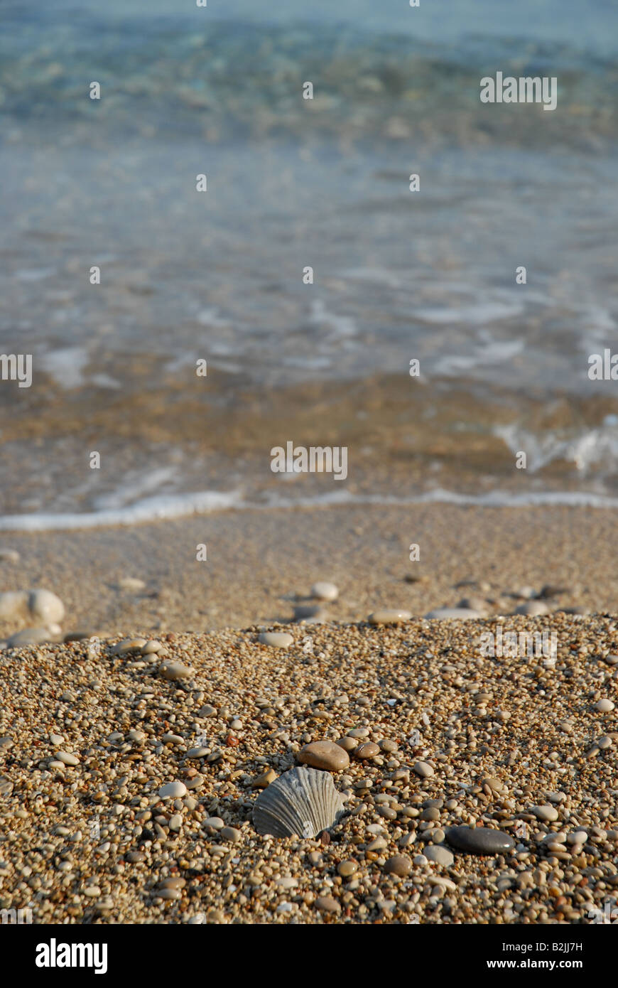 Seashell fossil hi-res stock photography and images - Alamy