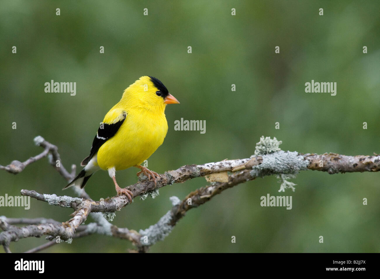 American goldfinch male Stock Photo - Alamy